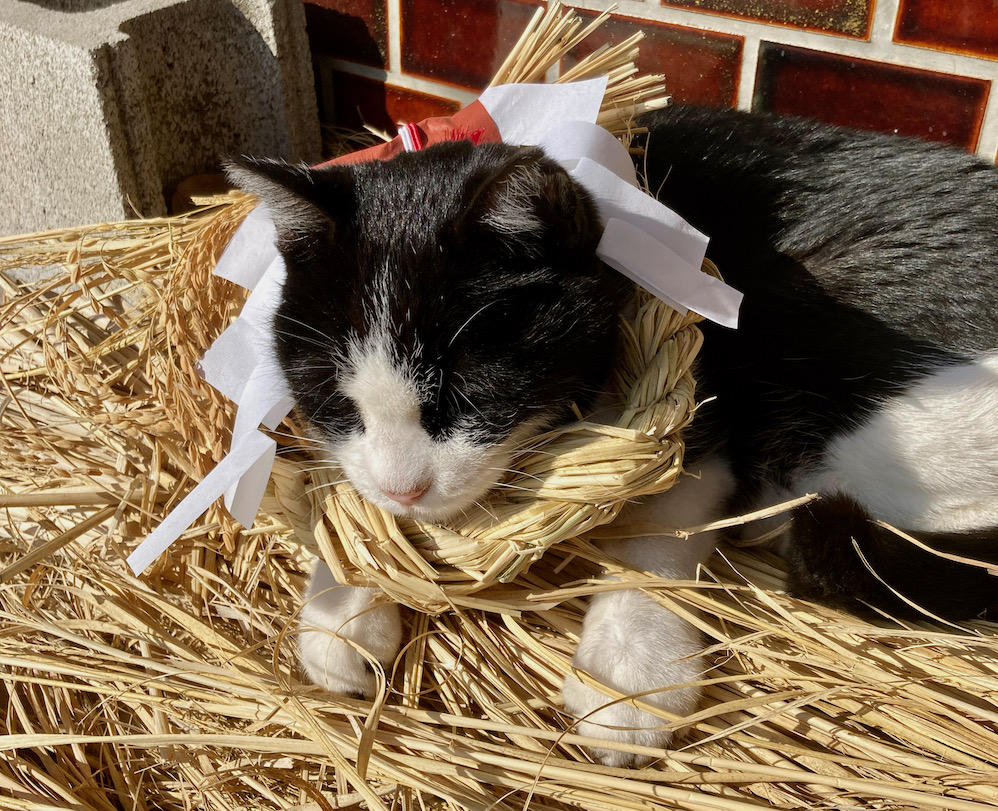 のらのら田んぼ2022を経て、2023へ | Linoworks